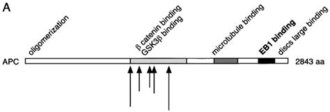 A Domain Structure Of The 2843 Amino Acid Apc Protein Only The β