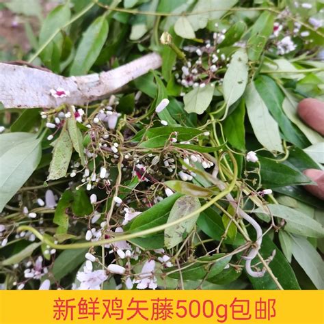 中药材正品野生黑蚂蚁干拟黑多刺蚁泡酒磨粉黑蚂蚁粉大山蚁500g克 虎窝淘