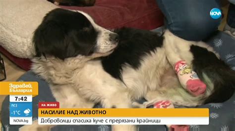 Доброволци спасиха куче с отрязани крайници Nova