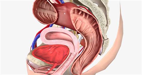 The Female Reproductive Cross Section Stock Illustration Illustration Of Gynecology Cervix