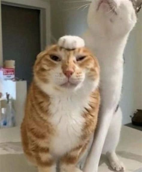 35 hilariously random cat pics to make your day at least 68 9 better