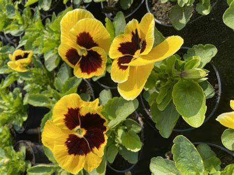 Bratki Szoblik Ogrodnictwo Kwiaty Balkonowe Rośliny Wieloletnie