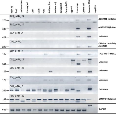 Rt Pcr Based Expression Analysis Of 10 Individual Wheat Download