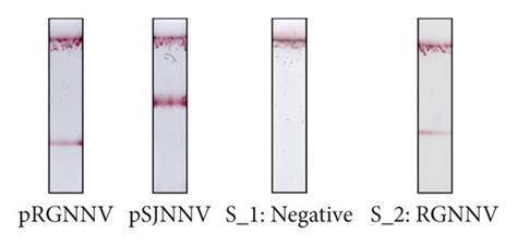 Visual Detection Of Nodavirus Genotype Specific Products With Dual
