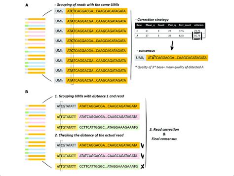 Graphical Representation Of The Umi Merging Method A Grouping Of Download Scientific