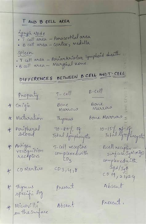 T Cells Vs B Cells Dentowesome