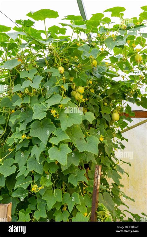 Port Townsend Washington State Usa Lemon Cucumber Vine With Ripe