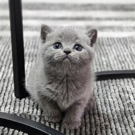 Safkan Gri Scottish Fold British Shorthair Yavrular Petcim 970922