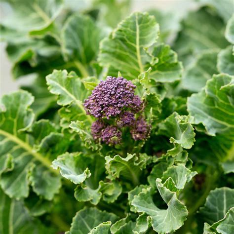 Broccoli Seeds Purple Sprouting Vegetable Seeds In Packets And Bulk