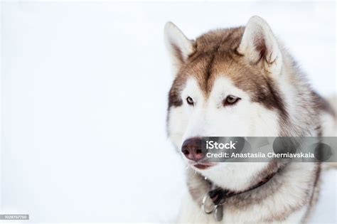 クローズ アップ肖像画のベージュと白のハスキー犬冬の森であります白い背景の上のブラウンとホワイトのシベリアン ハスキー横顔の肖像画 そり犬