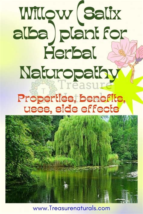 Willow Salix Alba Plant For Herbal Naturopathy Properties Benefits