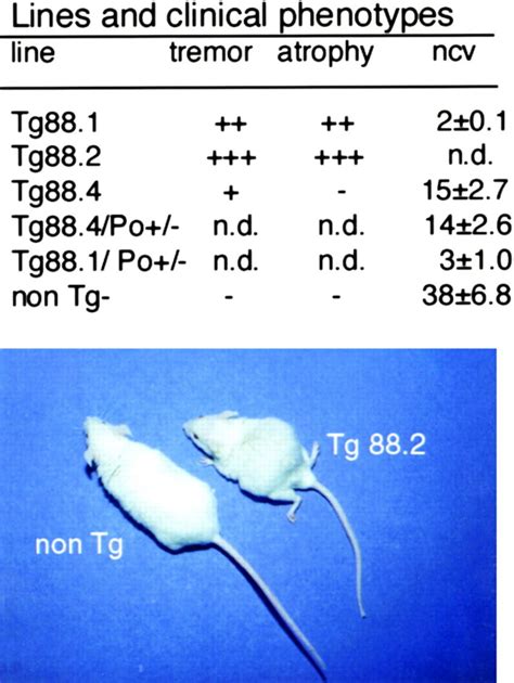 Lines Clinical Phenotype And Nerve Conduction Velocities Ncv Are Download Scientific