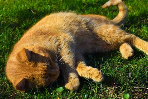 猫 橙色的 绿色 Pixabay上的免费照片