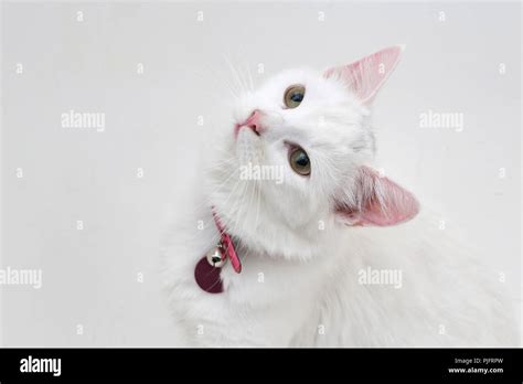 White Turkish Angora Cross With Maine Coon Young Cat With Grey Markings