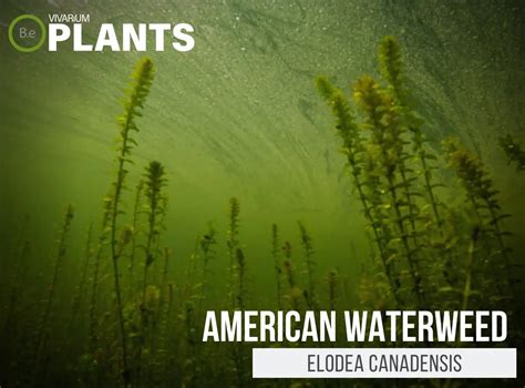 Elodea Canadensis American Waterweed Plant Care Guide