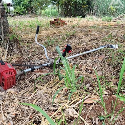 Idoso de 79 anos morre após ser atacado por abelhas durante roçada em