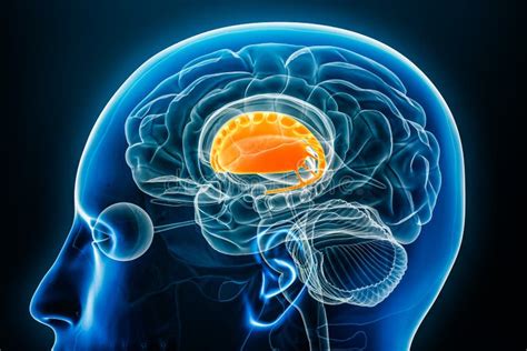 Corpus Striatum X Ray Profile Close Up View 3d Rendering Illustration