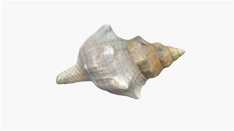Small Sea Shell 3d Turbosquid 2074656