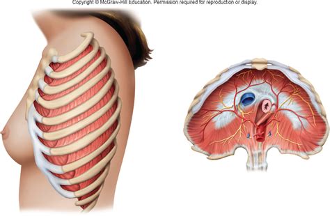 THORAX MUSCLES LATERAL VIEW Diagram Quizlet