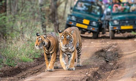 Pilibhit Photography Tour Pilibhit Tiger Reserves