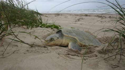 Cuál Es El Origen De La Palabra Caguama” Infobae