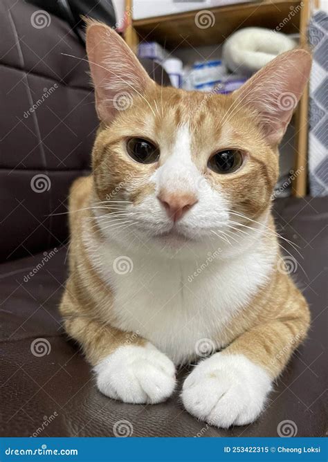 Orange Tabby Cat Lying Down On Sofa And Looking At Camera Tabby Kitten