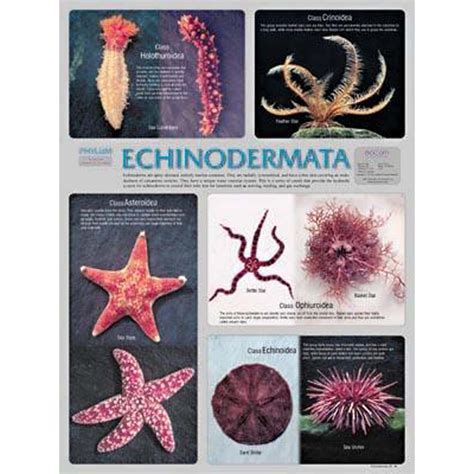 Class Concentricycloidea