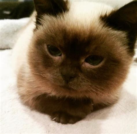 Meet The Tiny Kitten With Dwarfism Blindness And Hydrocephalus Who