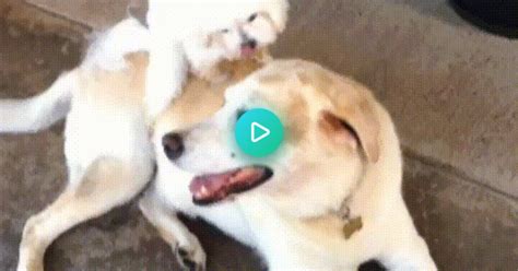 Happy Hump Day  On Imgur