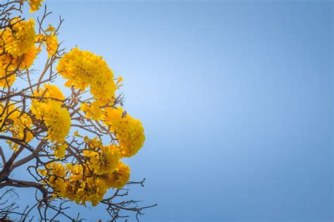 노란색 꽃은 트럼펫 트리 텍스트에 대 한 푸른 하늘 배경 및 복사 공간에 Tabebuia Aurea 라고도 카리브 트럼펫 나무