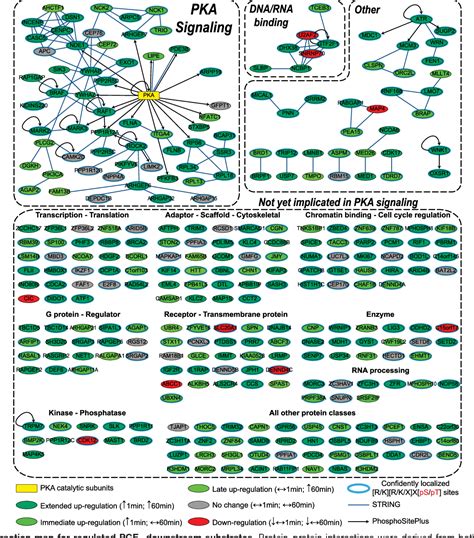 Figure 1 From Interrogating Camp Dependent Kinase Signaling In Jurkat T