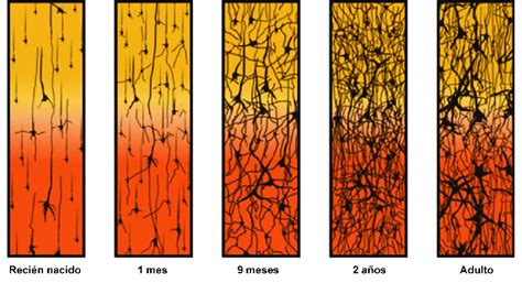 Synaptic Density Throughout Neurodevelopment Source Corel 1975