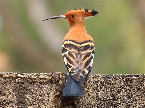 Eurasian Hoopoe Ebird
