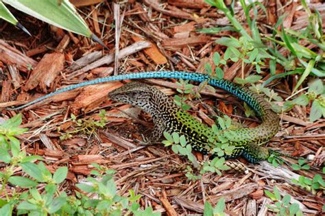 Lizards Flashcards Quizlet