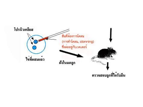 พันธุศาสตร์และเทคโนโลยีทาง Dna Tathathai Gn หน้าหนังสือ 47 พลิก Pdf ออนไลน์ Pubhtml5