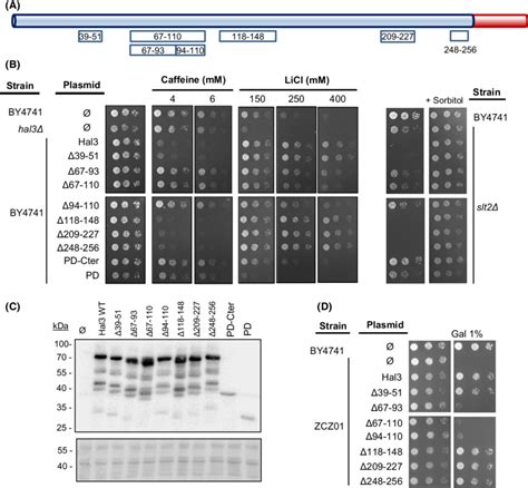 Coarse Functional Mapping Of The S Cerevisiae Hal3 N Terminal Download Scientific Diagram
