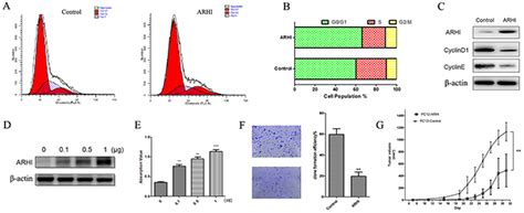Arhi Is A Novel Epigenetic Silenced Tumor Suppressor In Sporadic