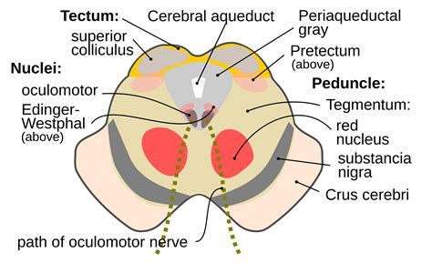 Tectal Plate Ars Neurochirurgica