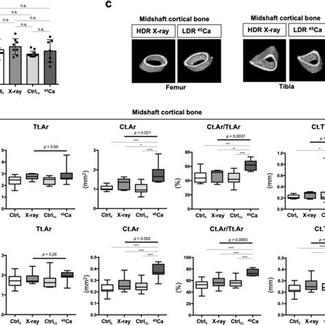 Comparison Of Midshaft Cortical Mass And Structure Among Mice Treated