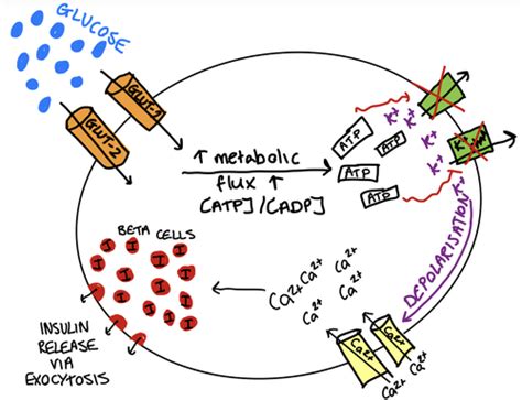 Week 17 Insulin Oral Hypoglycaemia Drugs Flashcards Quizlet