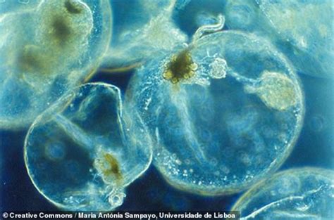 Fire Of The Sea Mesmerising Footage Of Bioluminescent Algae Glowing