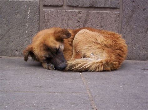 Voces Lojanas Concientización y lucha en defensa de los animales en Loja