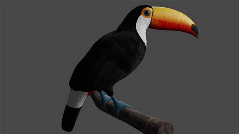 Toucan 3d Model By Shigerumiyamoto