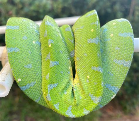 High Blue Green Tree Python Traits Morphpedia