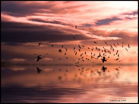 Wallpaper Sunlight Birds Sunset Sea Reflection Sky Clouds
