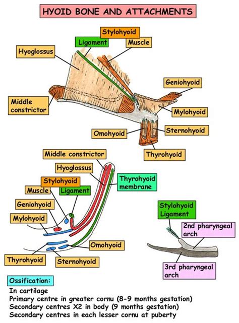 Hyoid Bone Muscles