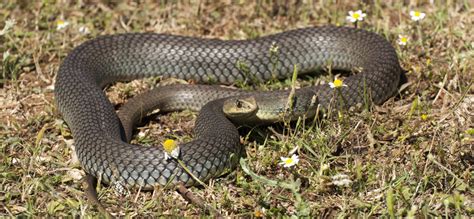 13 Types Of Snakes That Live In Turkey Id Guide Bird Watching Hq