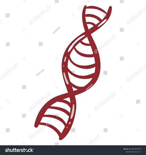 Illustration Chromosomes Health Isolated On White Stock Vector Royalty