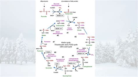 Tca Cycle Krebs Cycle Or Tricarboxylic Acid Pptx Endocrine And Metabolic Diseases
