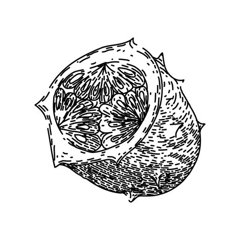 Premium Vector Fruit Kiwano Hand Drawn Tropical Melon Sweet Horned